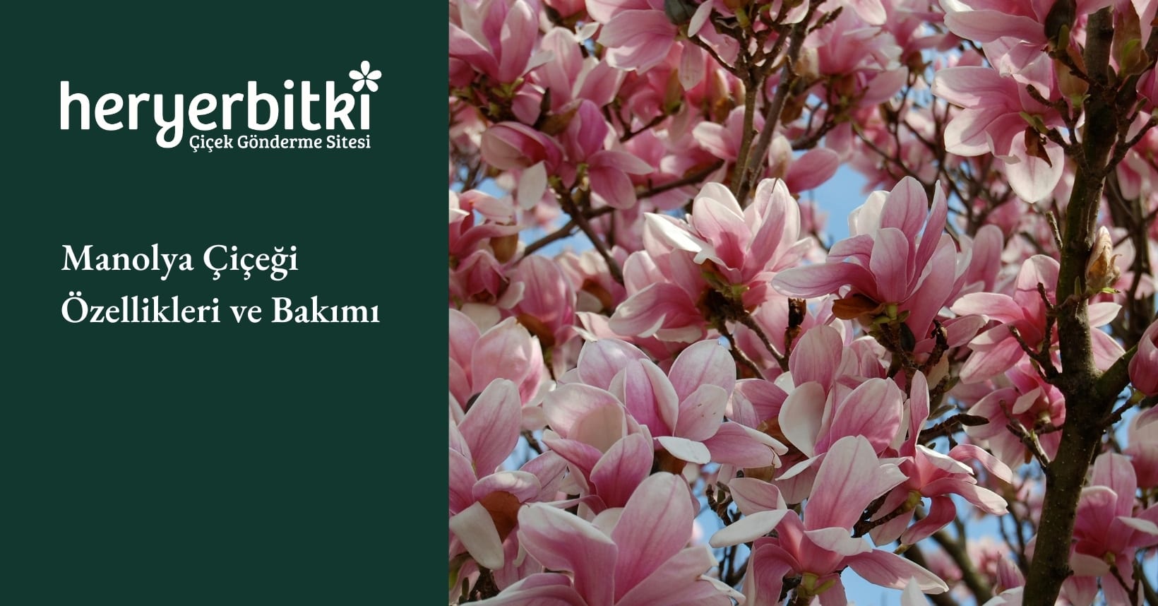 Manolya Çiçeği Özellikleri ve Bakımı - Heryerbitki
