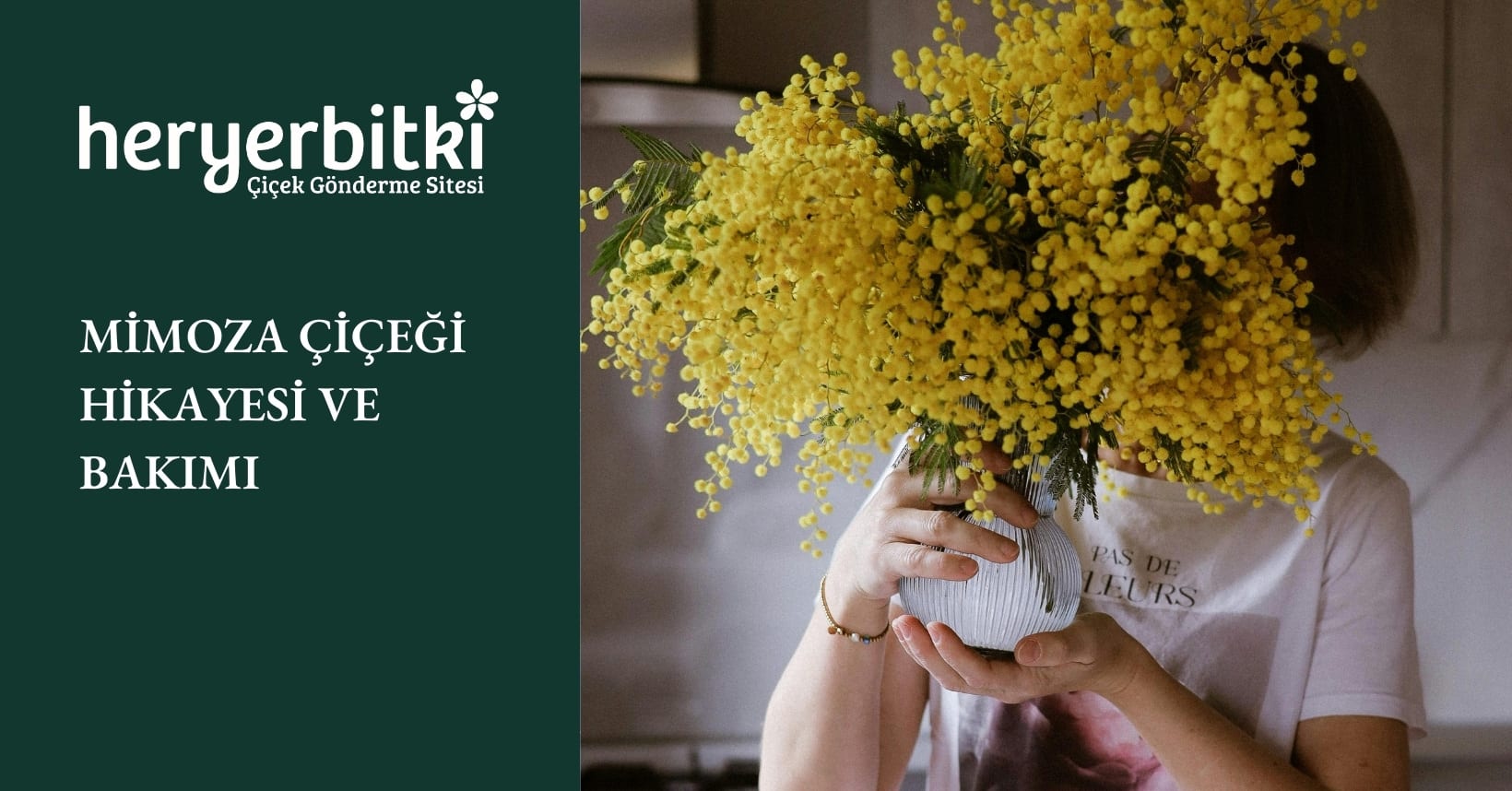 Mimoza Çiçeği Hikayesi ve Bakımı - Heryerbitki